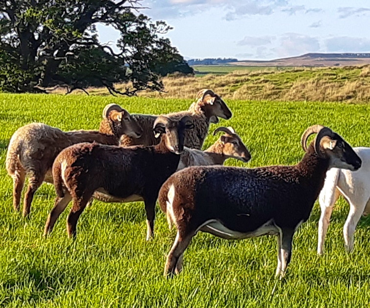 6 Wiltshire Horn Cross Breeding Hoggs, Ewes, Rams, Lambs ...