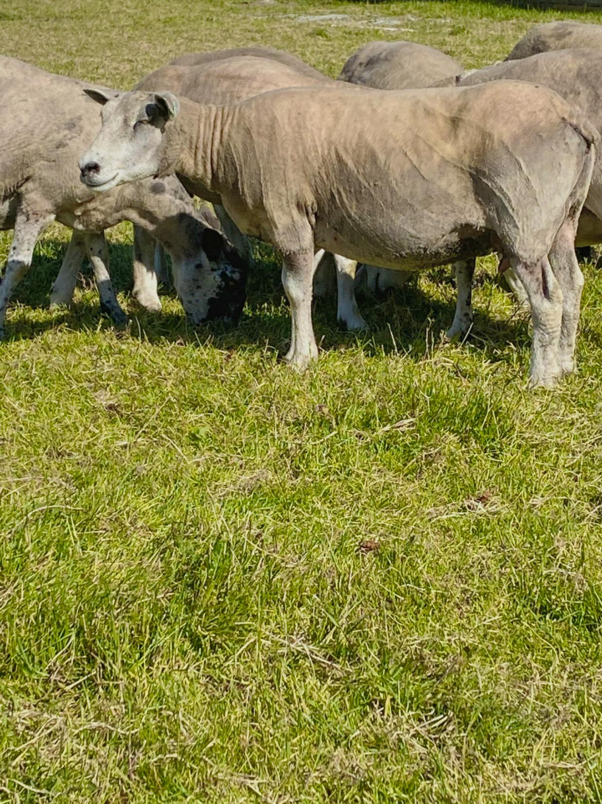 7 Suffolk, Blue Texel, North of England Mule, Charollais Cross Breeding ...