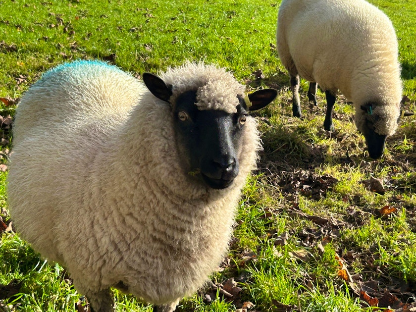 10 Pedigree Llanwenog In-Lamb Breeding Ewes | SellMyLivestock - The ...
