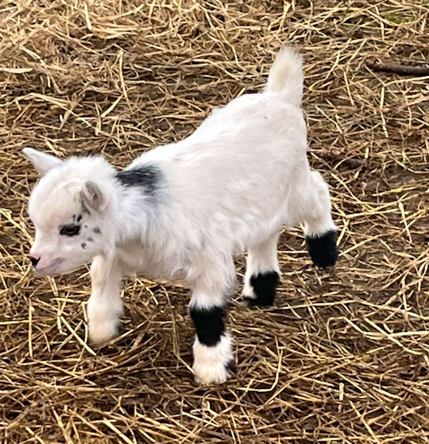 2 Pygmy Breeding Kids | SellMyLivestock - The Online Livestock Marketplace