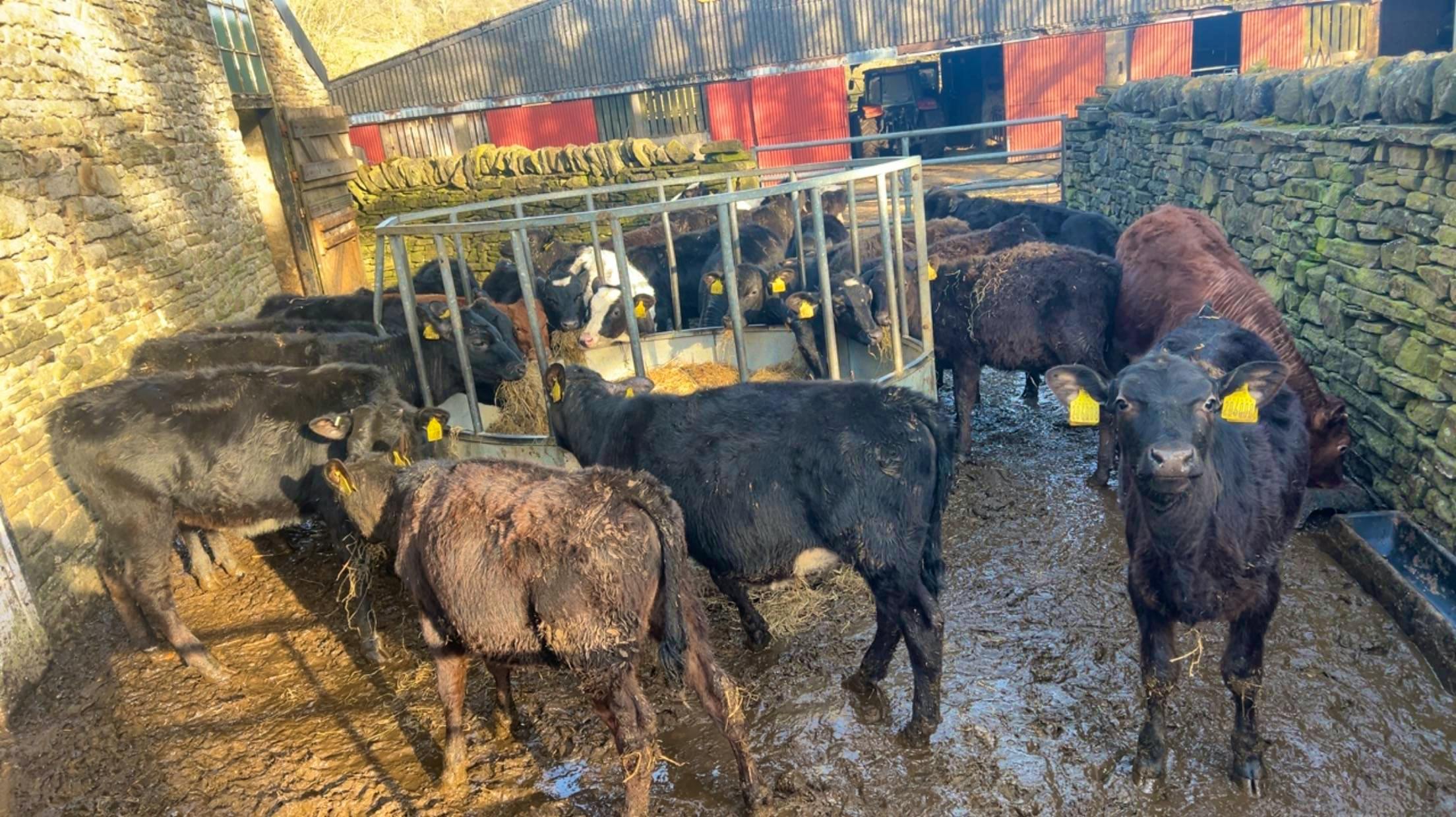 18 Holstein Friesian, Beef Shorthorn, Aberdeen Angus, Limousin Cross ...