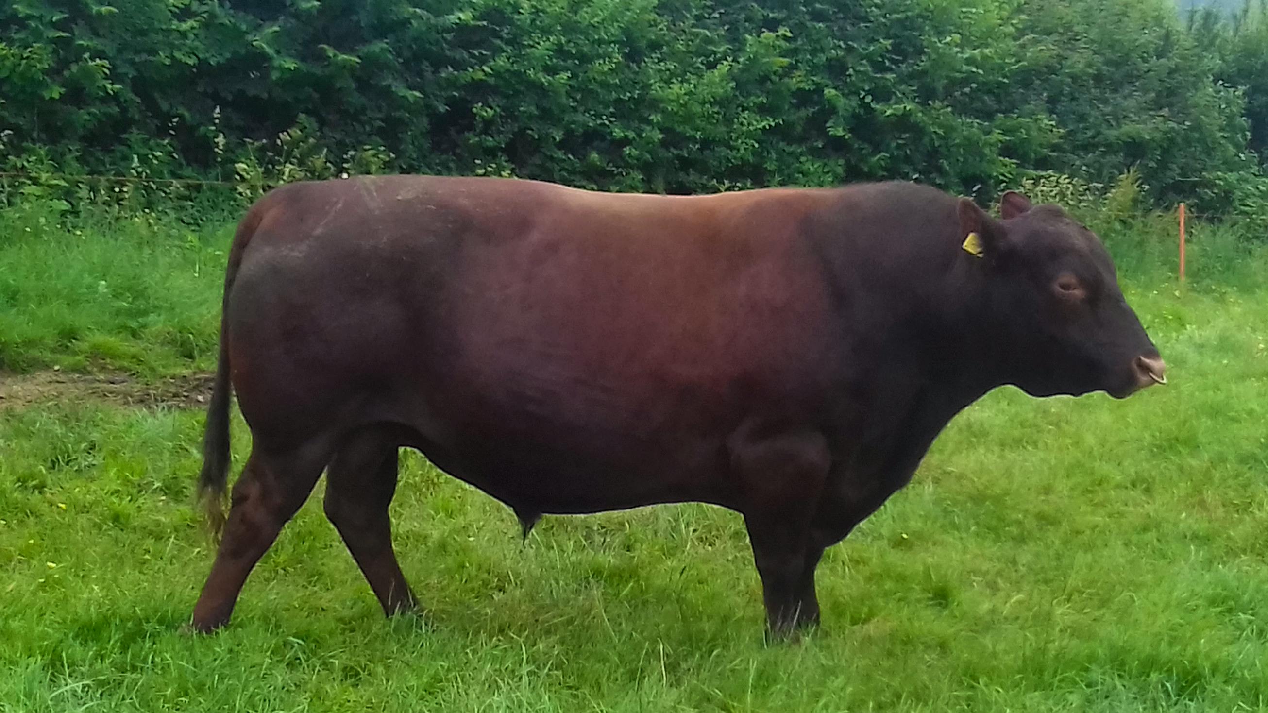 1 Organic Pedigree Red Poll Breeding Bull | SellMyLivestock - The ...