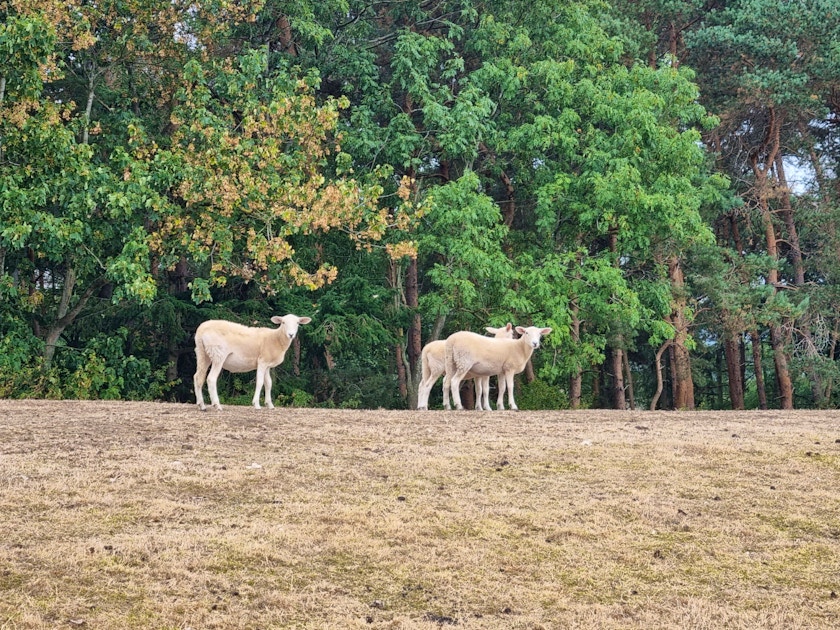 150 Exlana Cross Breeding Lambs | SellMyLivestock - The Online ...