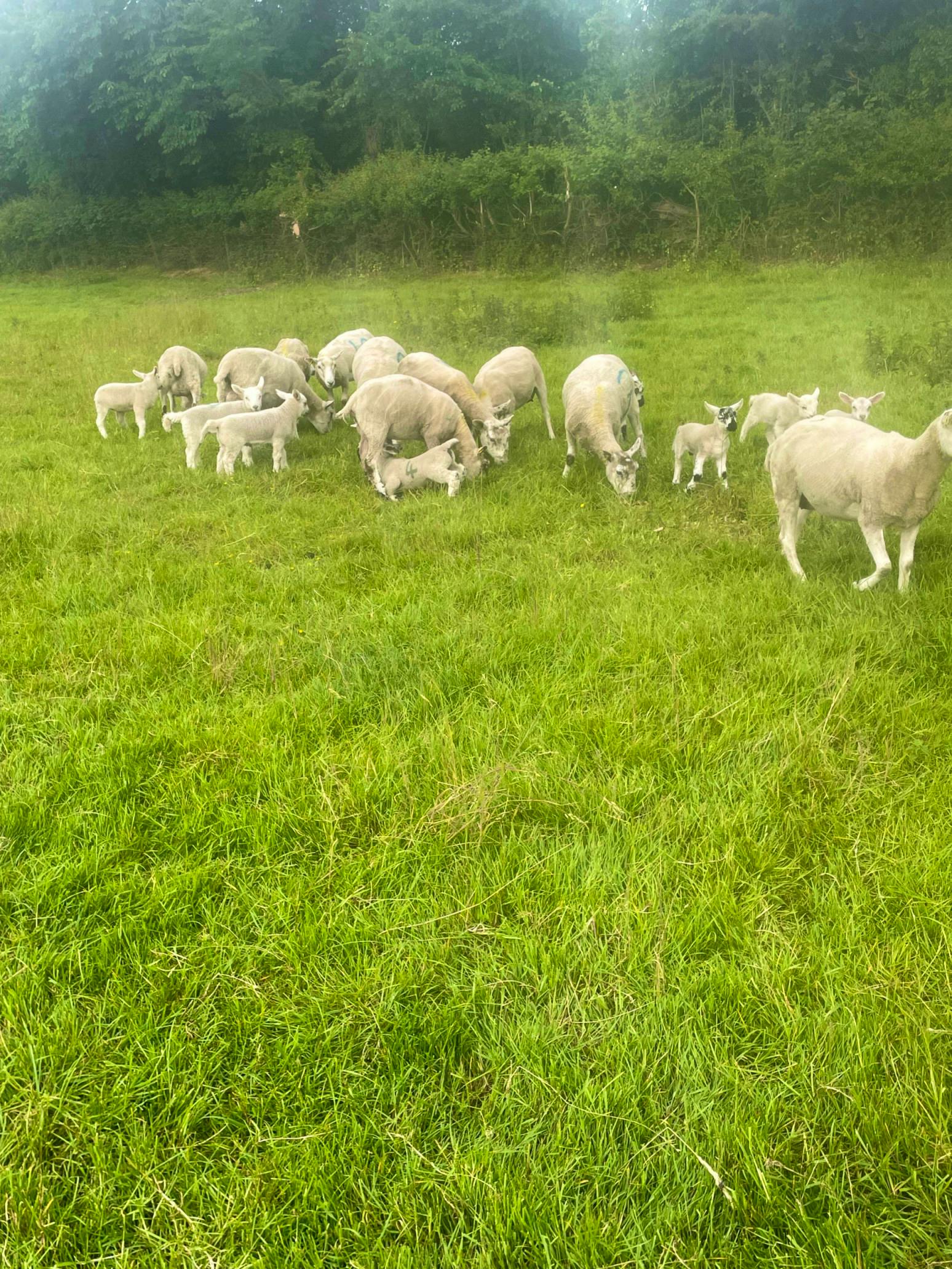 13 Texel Cross Store, Breeding Hoggs, Lambs, Shearlings, Ewes, Gimmers ...