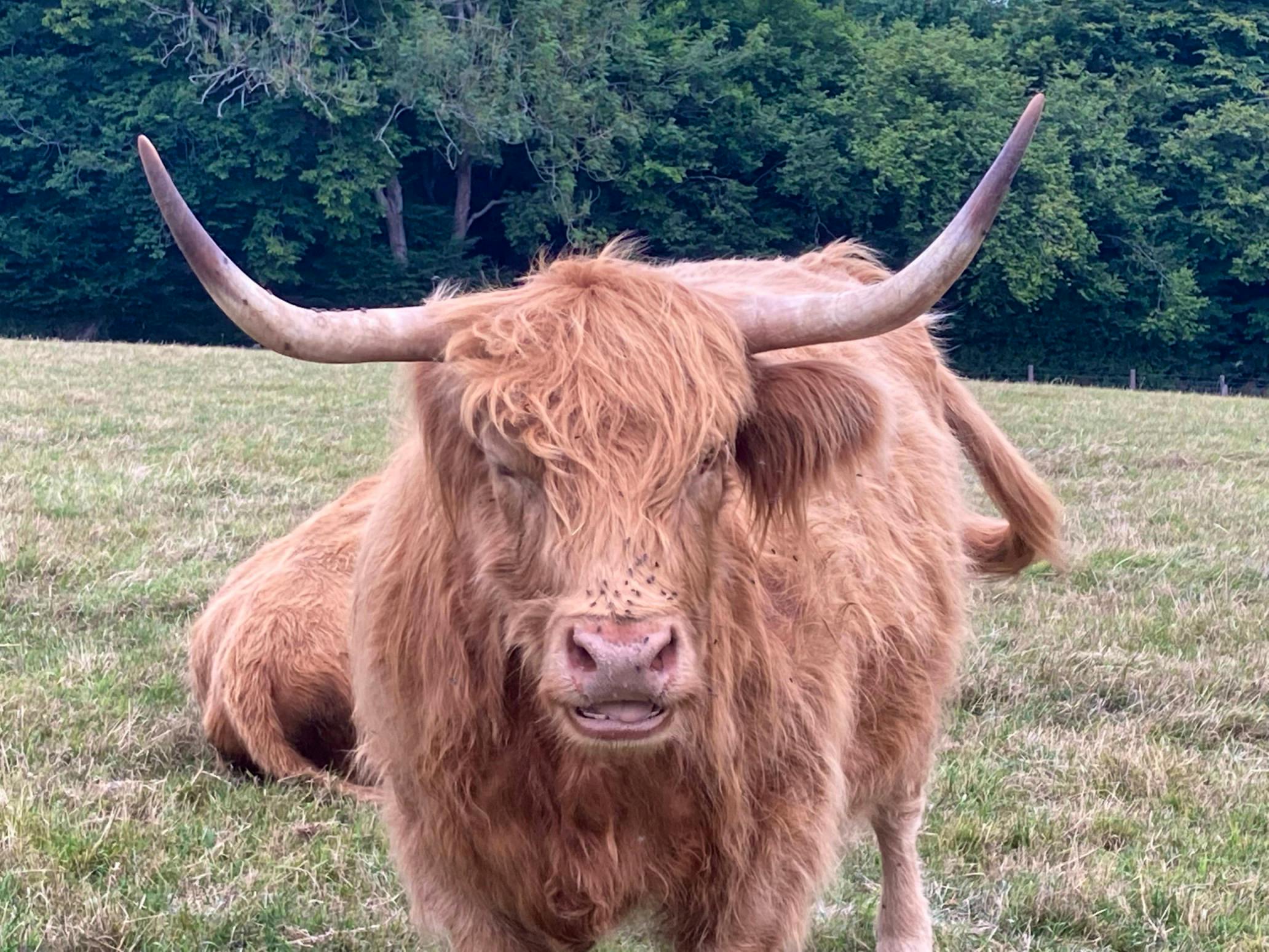 1 Pedigree Highland Breeding Cow with Calf at Foot | SellMyLivestock ...