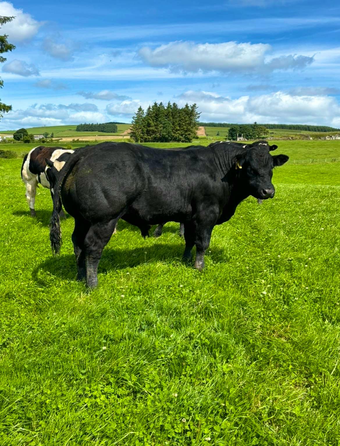 1 Limousin, British Blue Cross Breeding Young Bull | SellMyLivestock ...