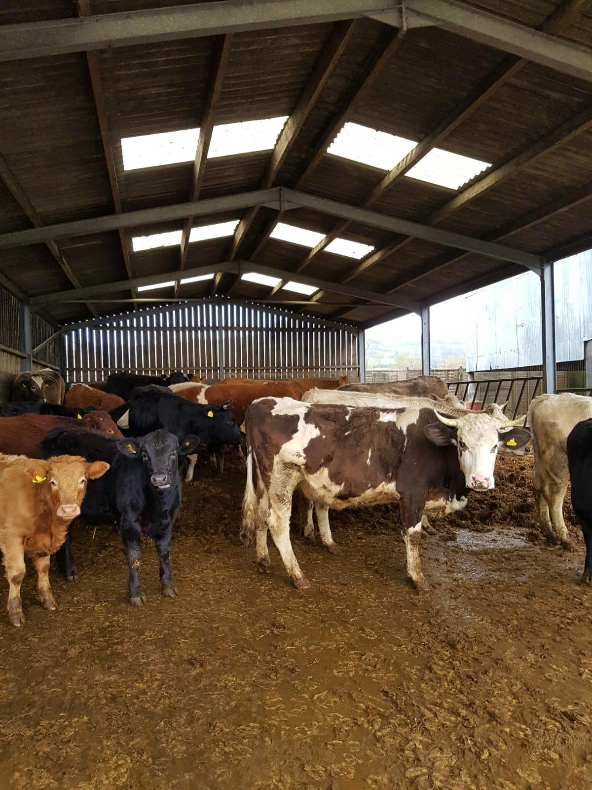 20 Aberdeen Angus, Belgium Blue, Charolais, Devon Red, Limousin ...