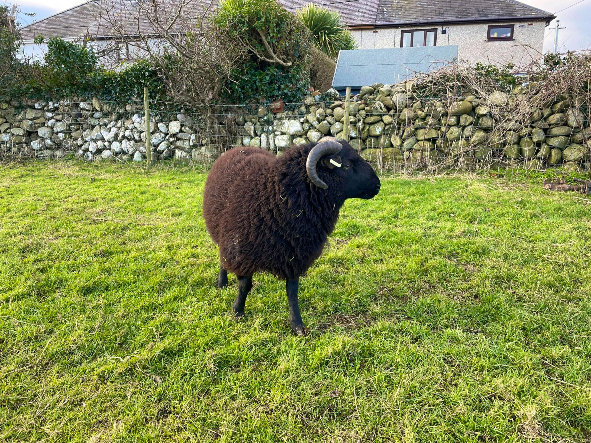 1 Black Welsh Mountain Breeding Ram | SellMyLivestock - The Online ...