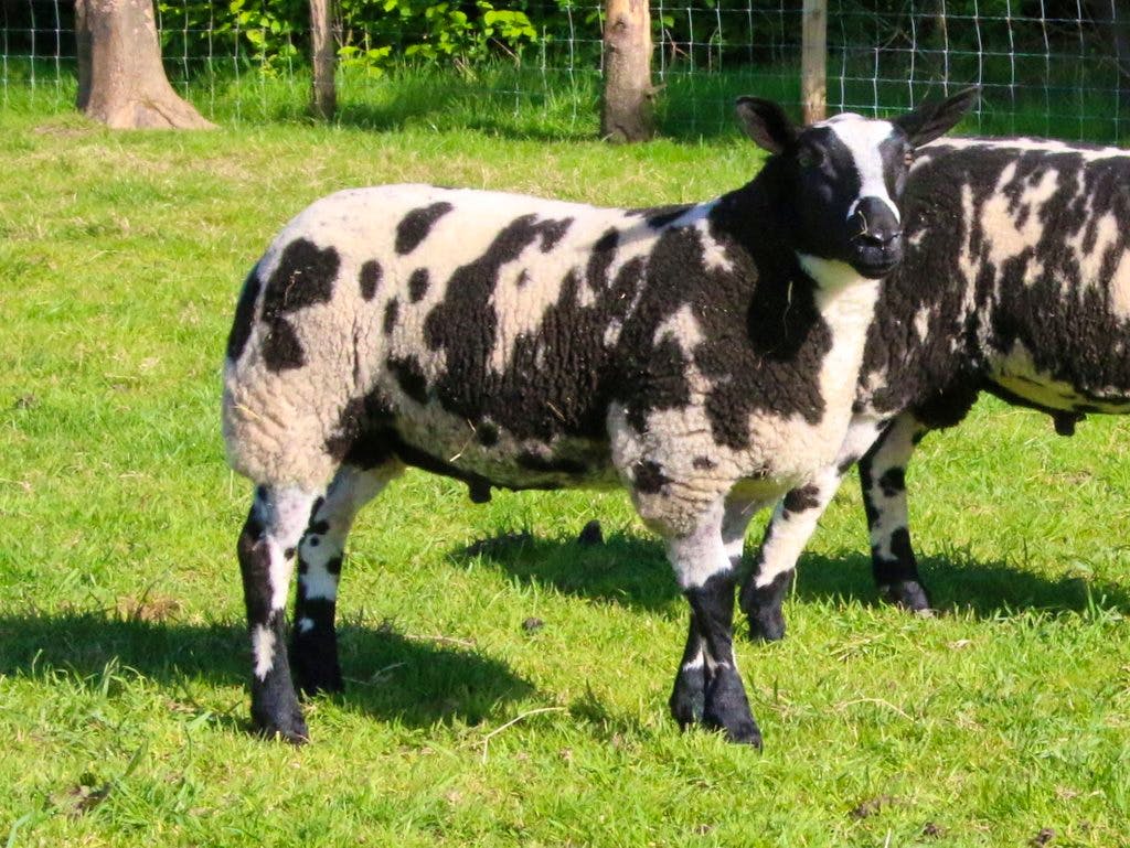 2 Pedigree Dutch Spotted Breeding Lambs, Rams, Shearlings ...