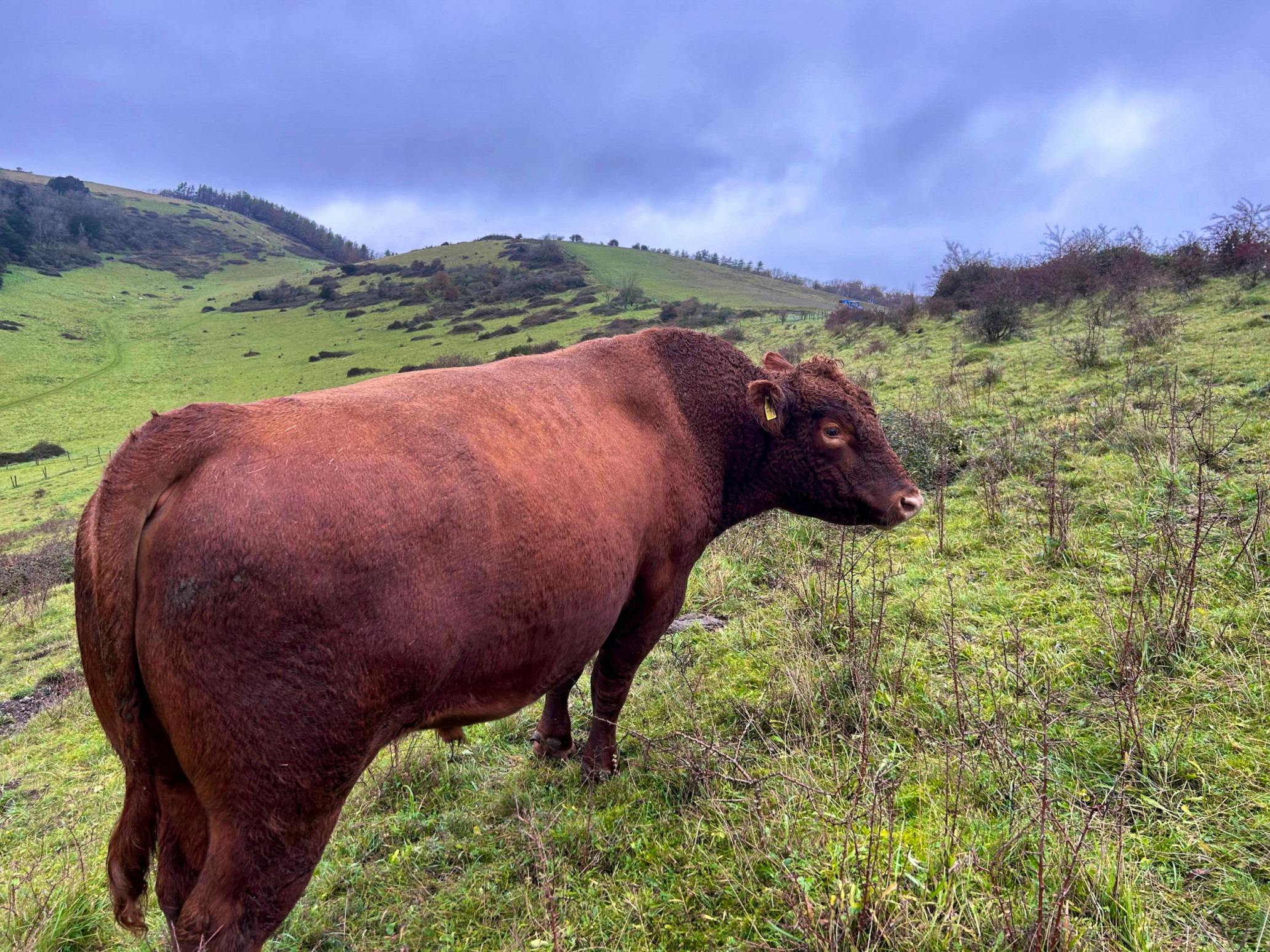 1 Pedigree Aberdeen Angus Red Breeding Bull | SellMyLivestock - The ...