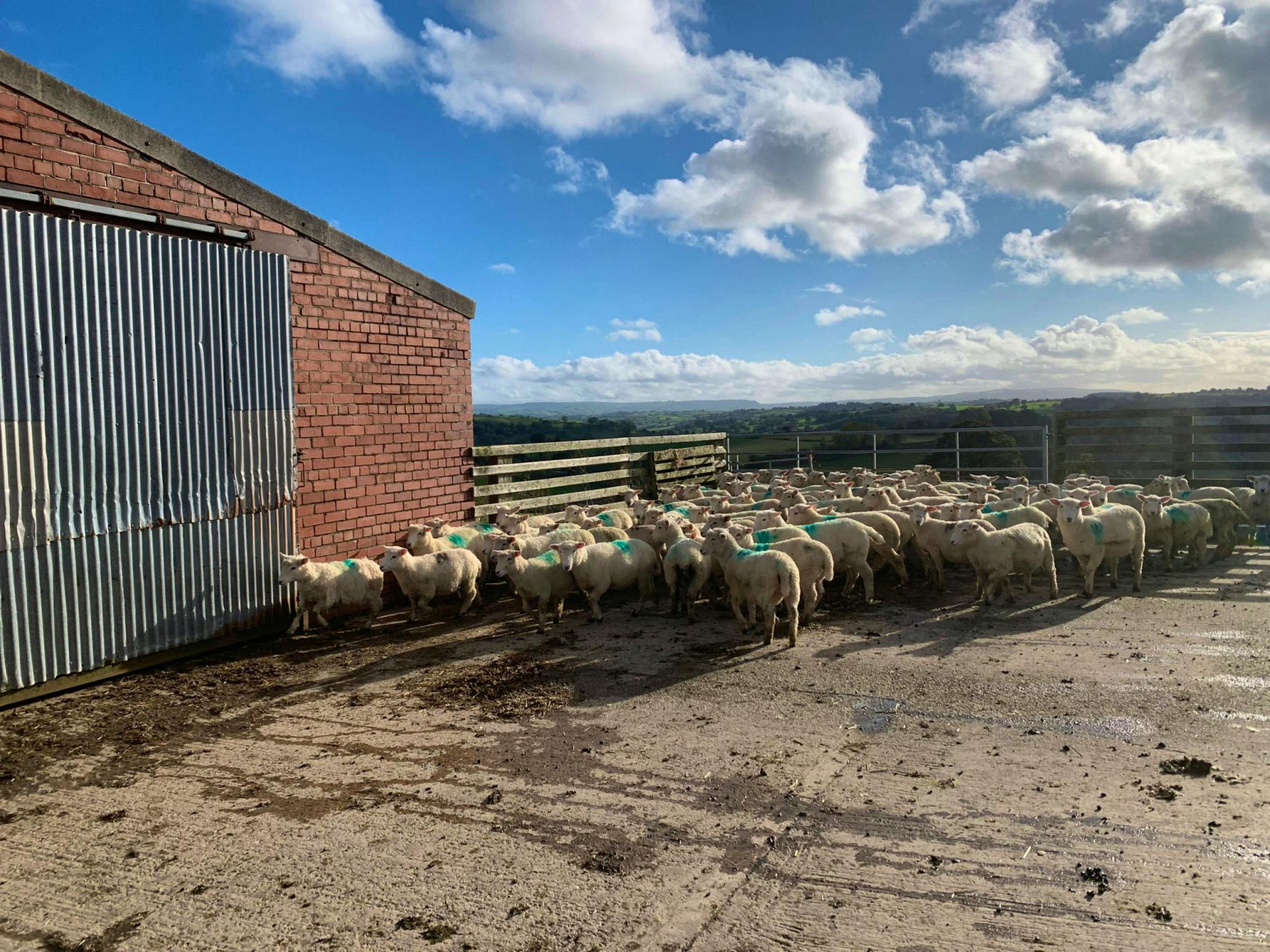 85 New Zealand Romney Breeding Ewes, Lambs | SellMyLivestock - The ...