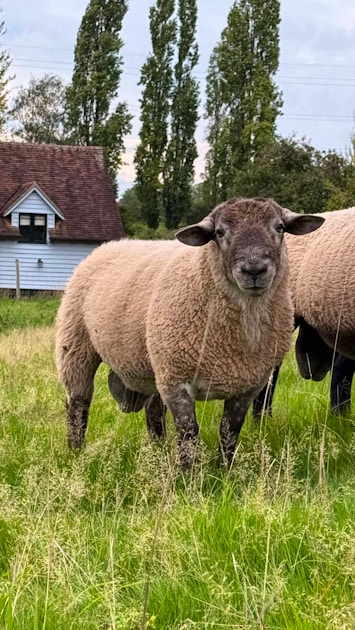 1 Suffolk, Texel Cross Breeding Ram, Shearling | SellMyLivestock - The ...