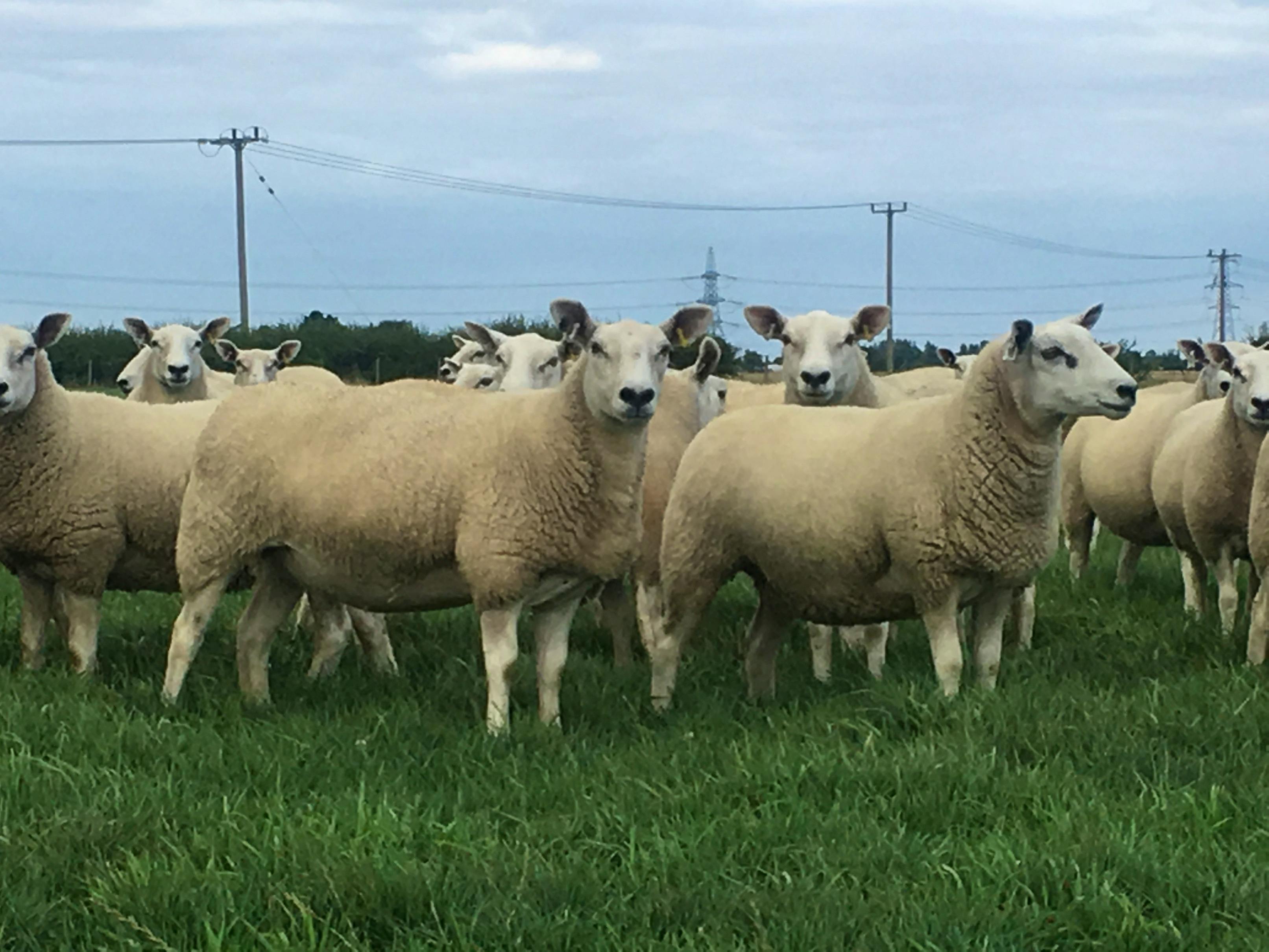 80 Cheviot Mule, Texel Cross Breeding Shearlings | SellMyLivestock ...