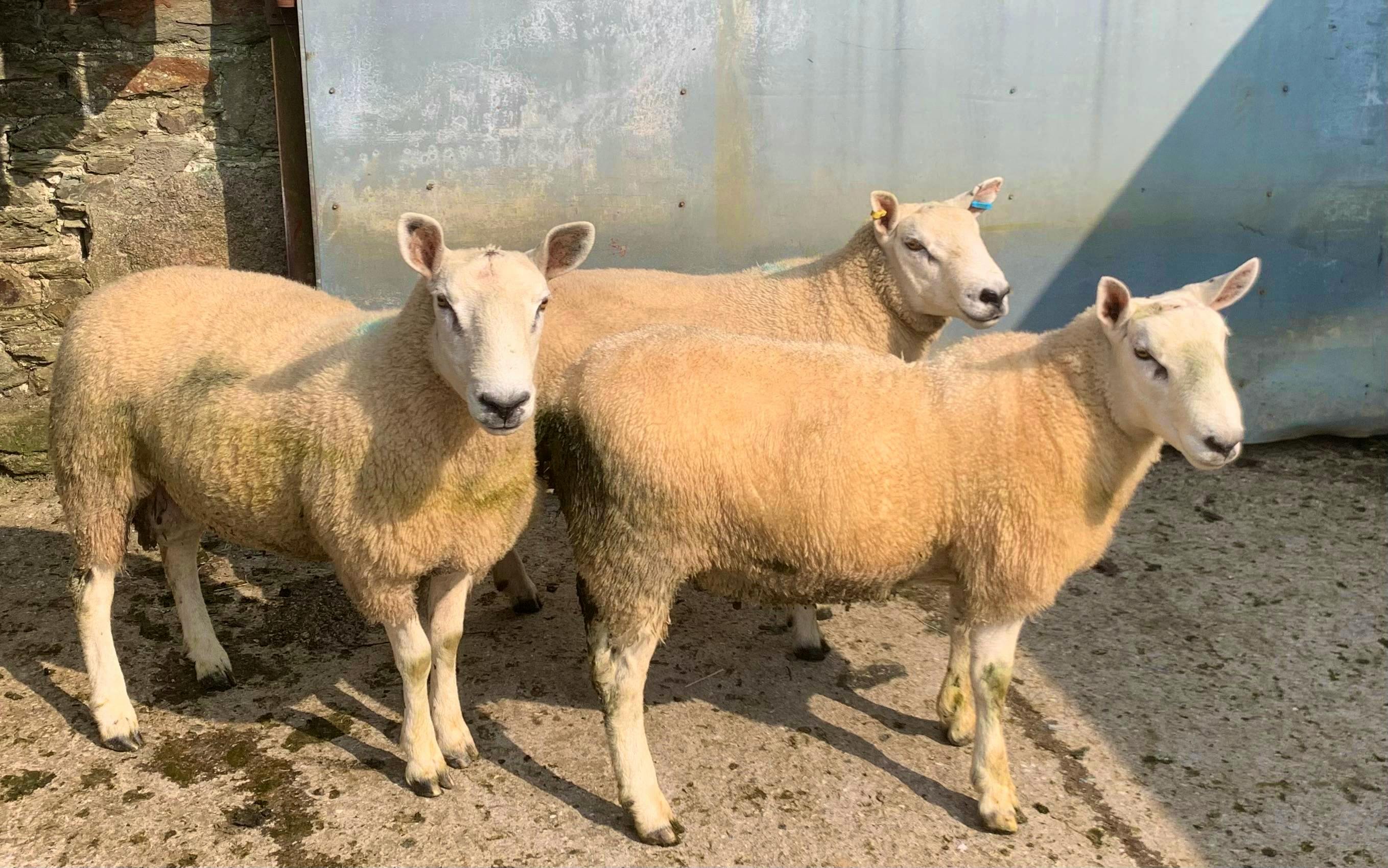 3 Texel Cross Breeding Rams | SellMyLivestock - The Online Livestock ...