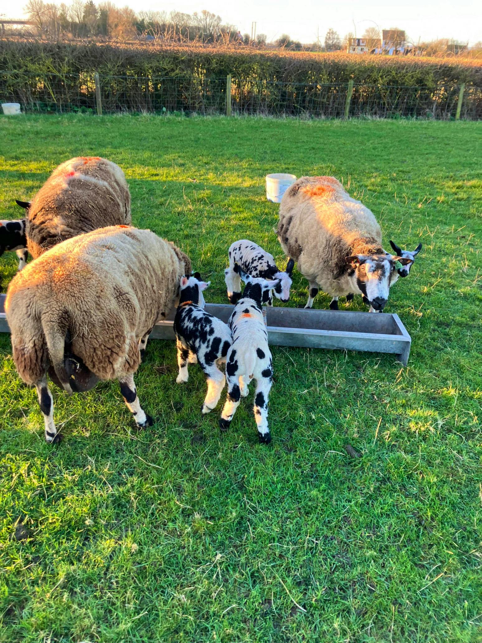 2 Dutch Spotted Breeding Ewes, Lambs with Lambs at Foot | SellMyLivestock - The Online Livestock ...