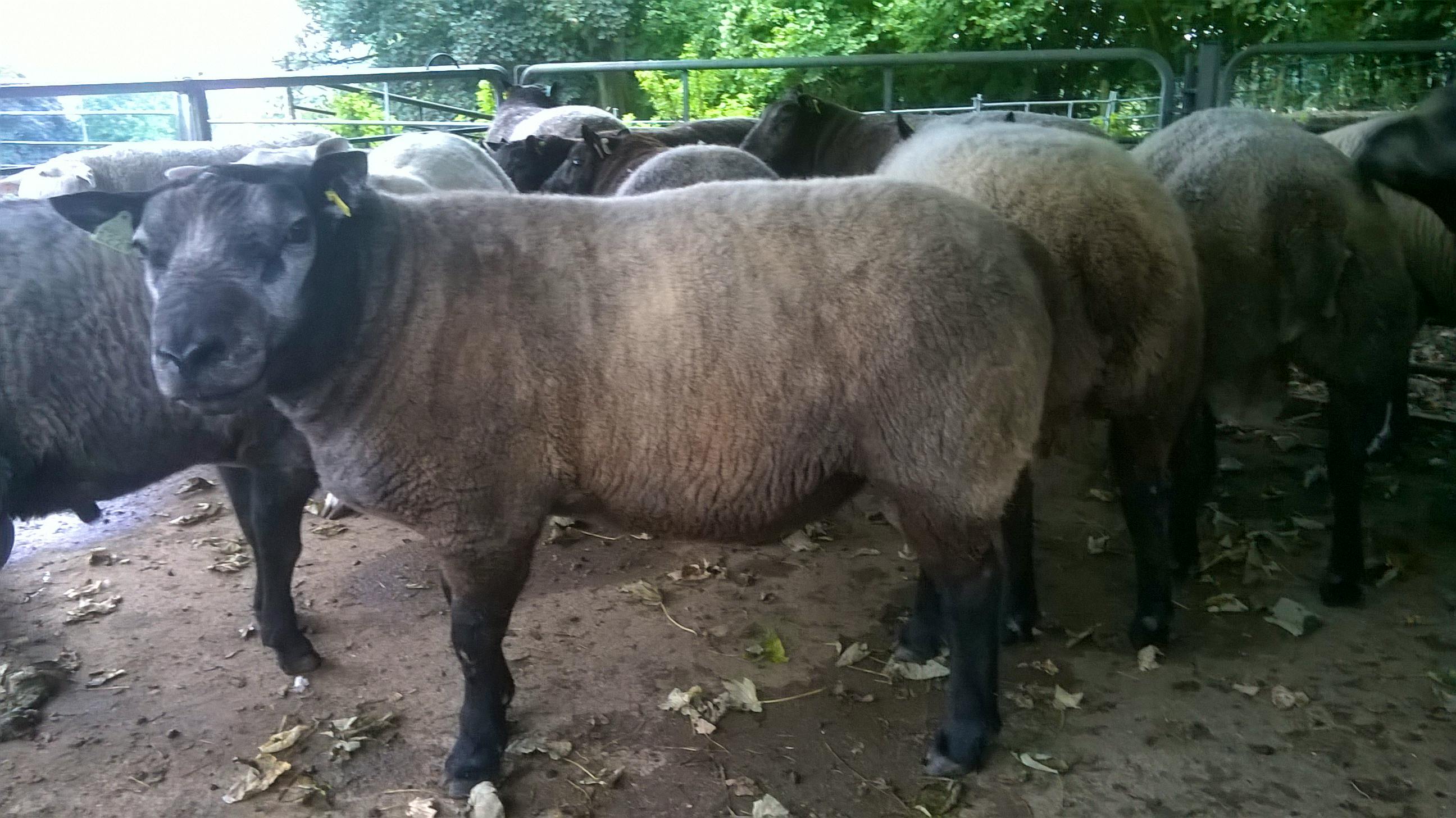 1 Pedigree Blue Texel Breeding Ram | SellMyLivestock - The Online ...