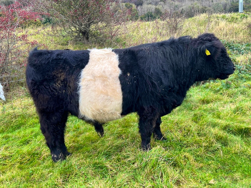 1 Belted Galloway Breeding Bull | SellMyLivestock - The Online ...