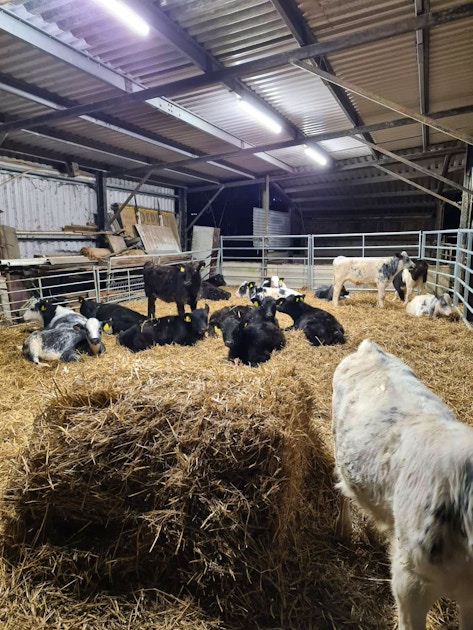 20 Aberdeen Angus, British Blue Cross Calves | SellMyLivestock - The ...