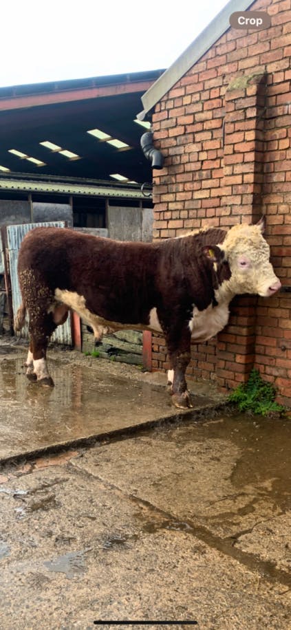 1 Pedigree Breeding Bull, Young Bull | SellMyLivestock - The Online ...