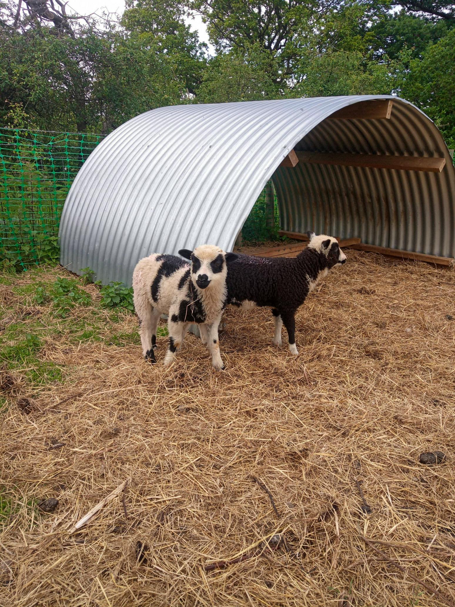 32 Coloured Ryeland, Shetland, Devon And Cornwall Longwool Breeding ...