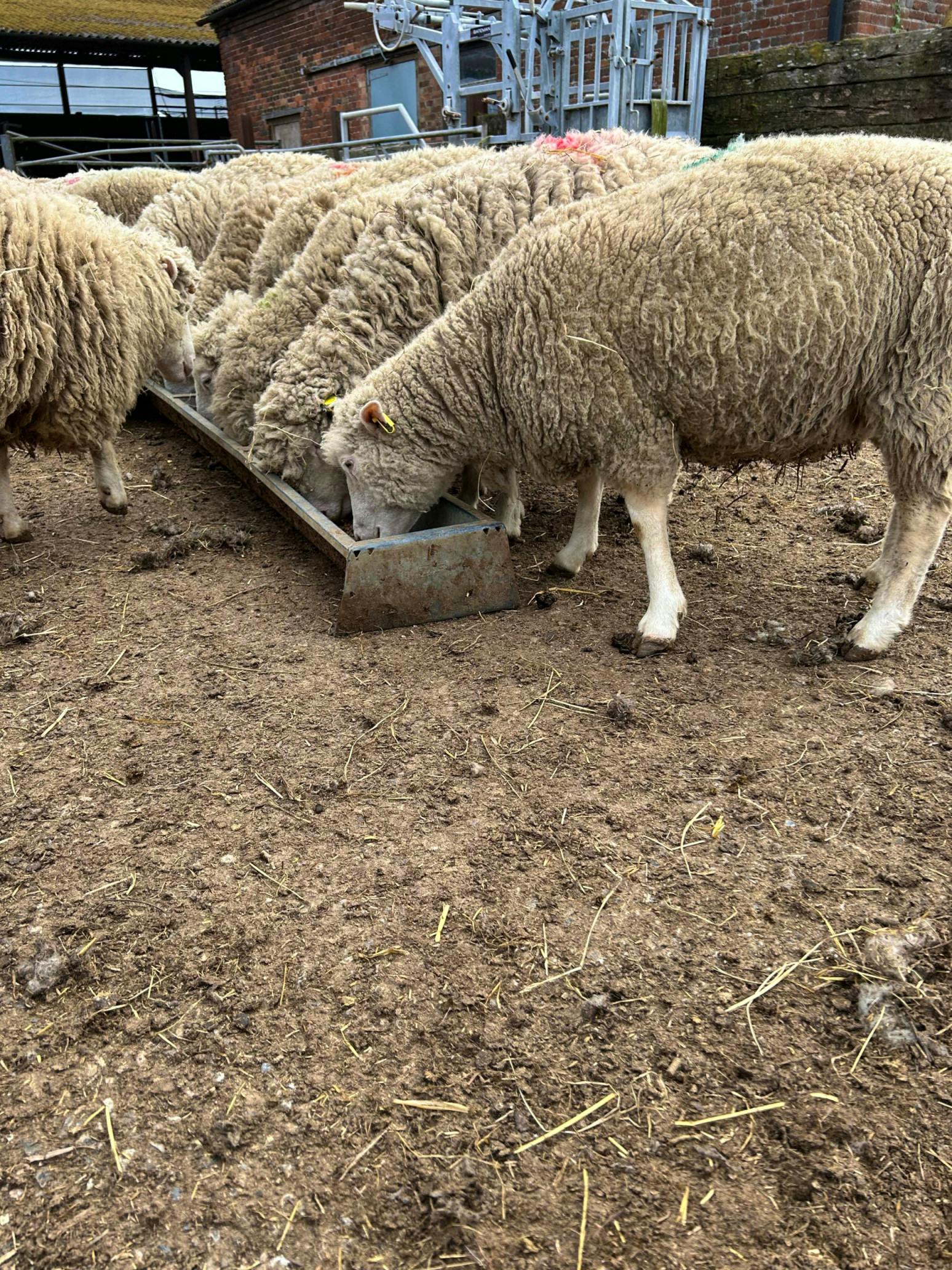 34 Pedigree Dorset Horn & Poll Dorset In-Lamb Breeding Ewes | SellMyLivestock - The Online ...