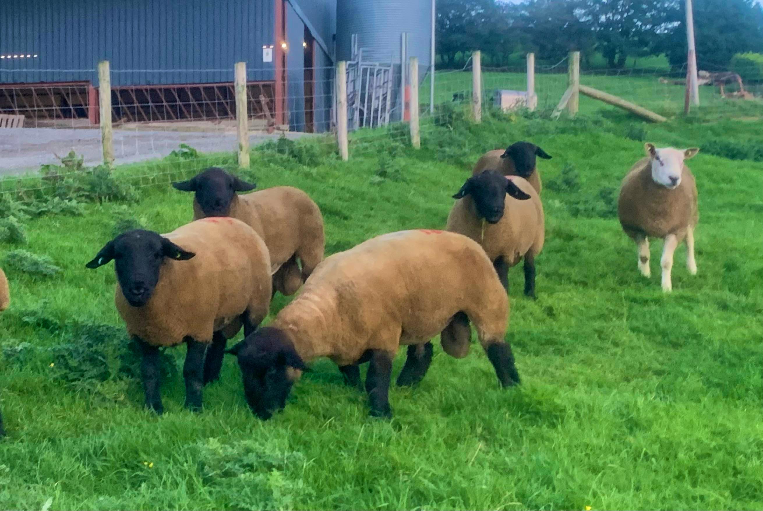 1 Pedigree Suffolk Breeding Ram | SellMyLivestock - The Online ...