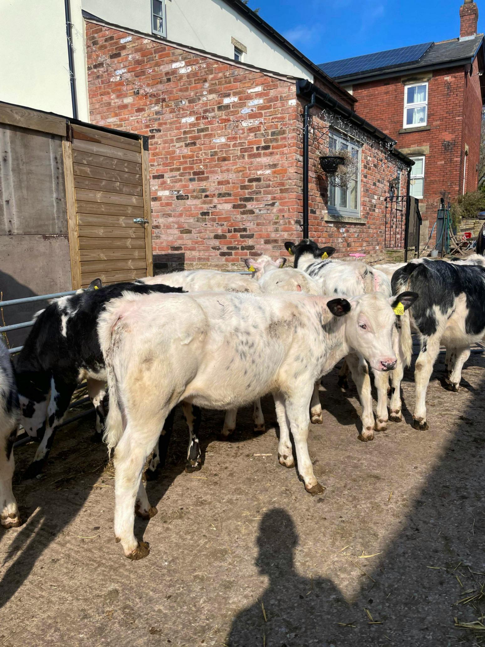 8 British Blue Cross Store Bulls, Heifers | SellMyLivestock - The ...