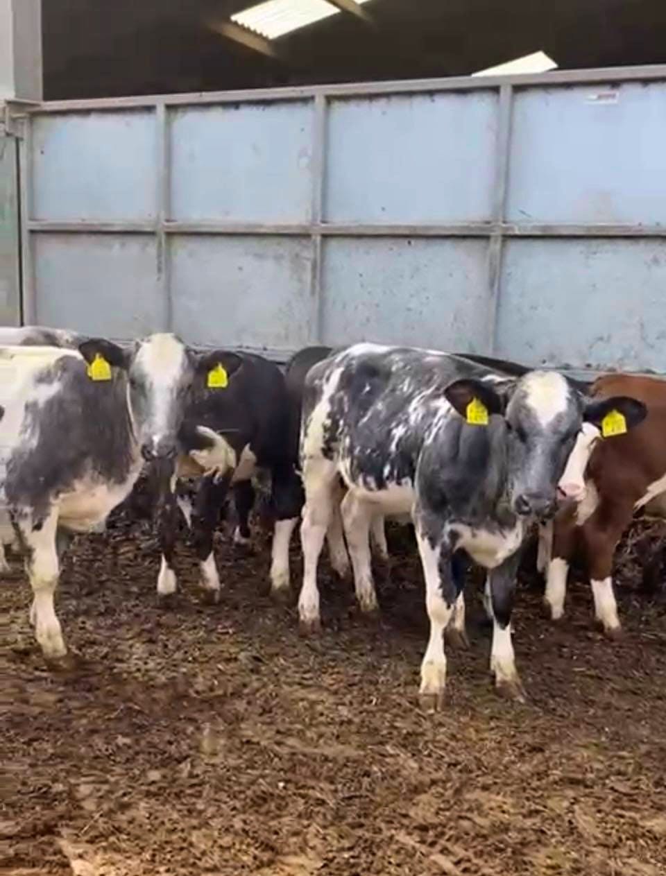 30 Fleckvieh, Hereford, British Blue Cross Store Steers, Heifers ...