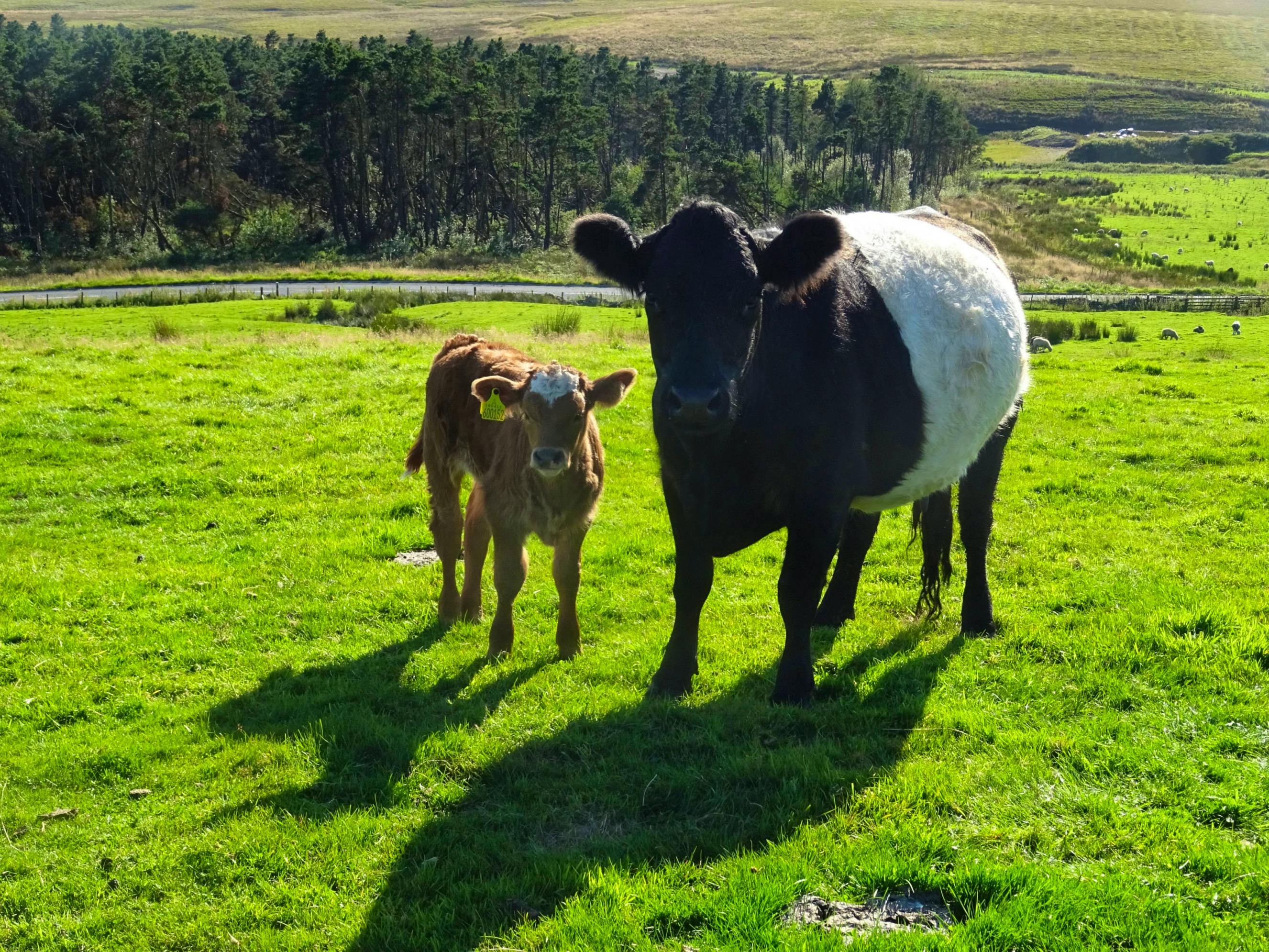 1 Belted Galloway Cross Breeding Cow with Calf at Foot ...