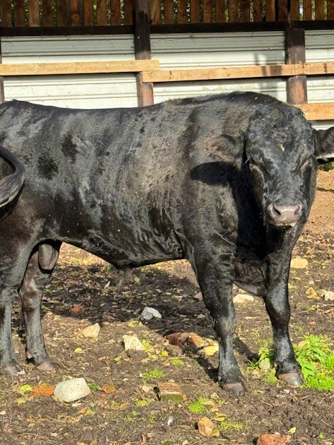 6 Wagyu Breeding Bulls, Heifers | SellMyLivestock - The Online ...