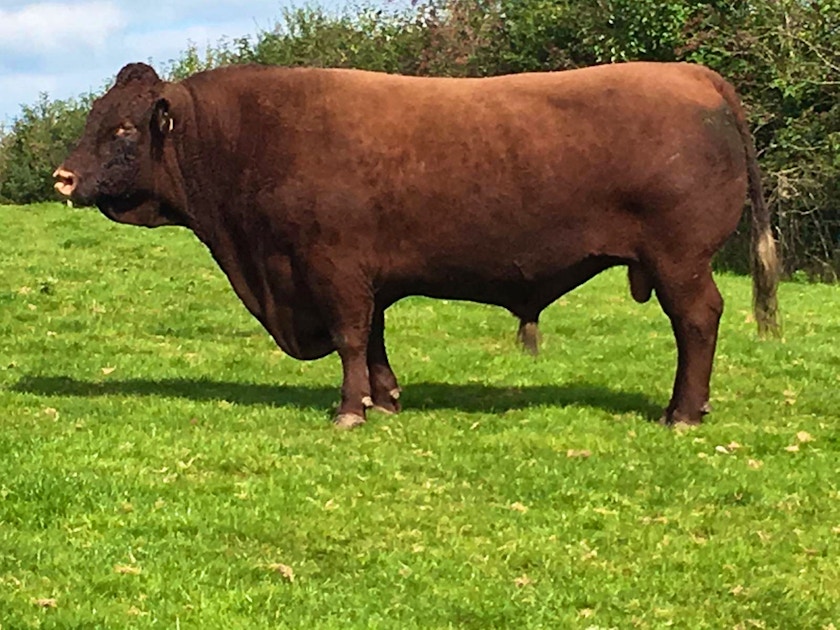 1 Devon Red Breeding Bull | SellMyLivestock - The Online Livestock ...