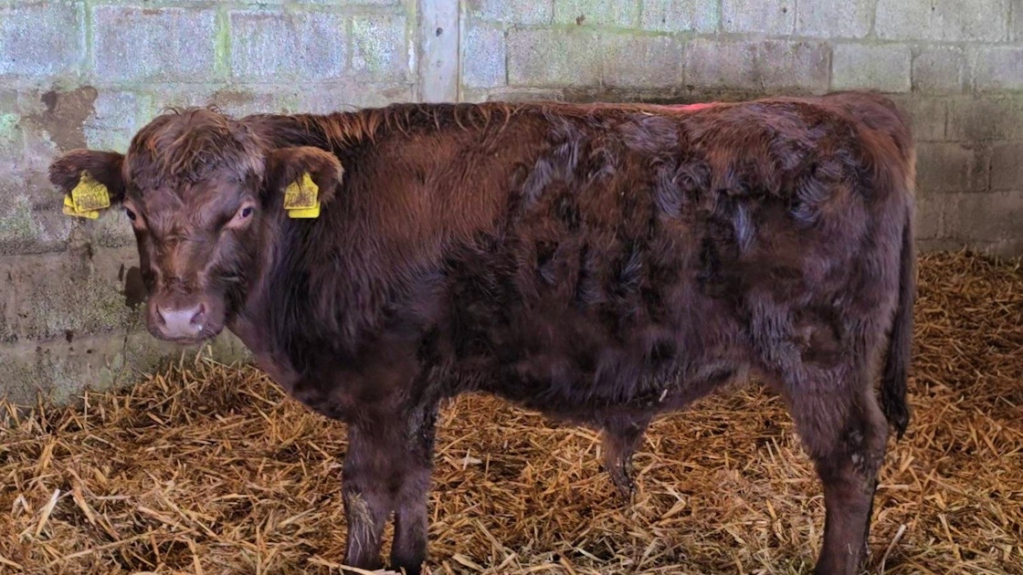 4 Dexter Calves | SellMyLivestock - The Online Livestock Marketplace