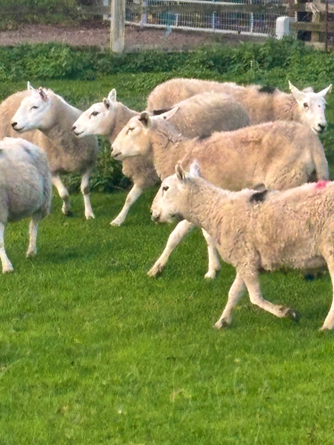 30 Cheviot Cross Store, Breeding Ewes | SellMyLivestock - The Online Livestock Marketplace