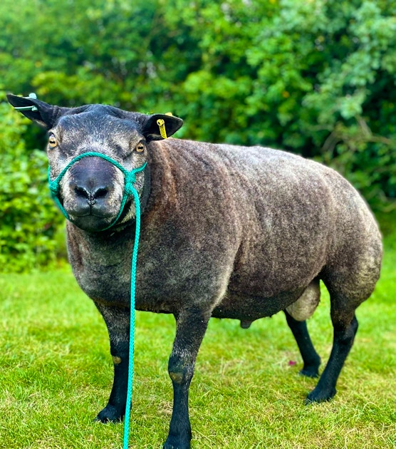1 Pedigree Blue Texel Breeding Ram, Shearling | SellMyLivestock - The ...