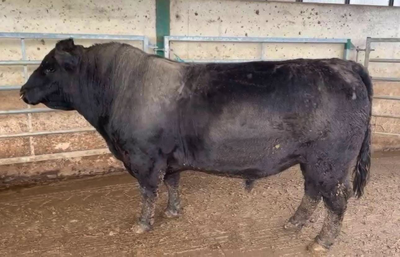 1 Pedigree Aberdeen Angus Breeding Bull | SellMyLivestock - The Online ...