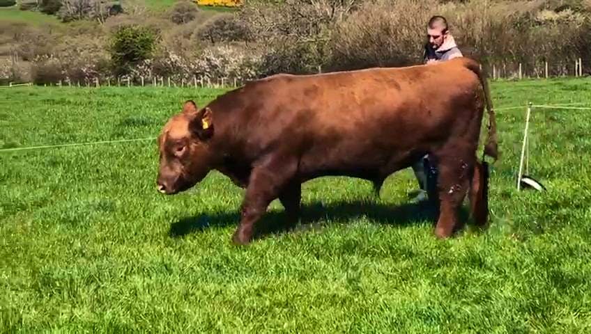 1 Pedigree Stabiliser Breeding Bull | SellMyLivestock - The Online ...
