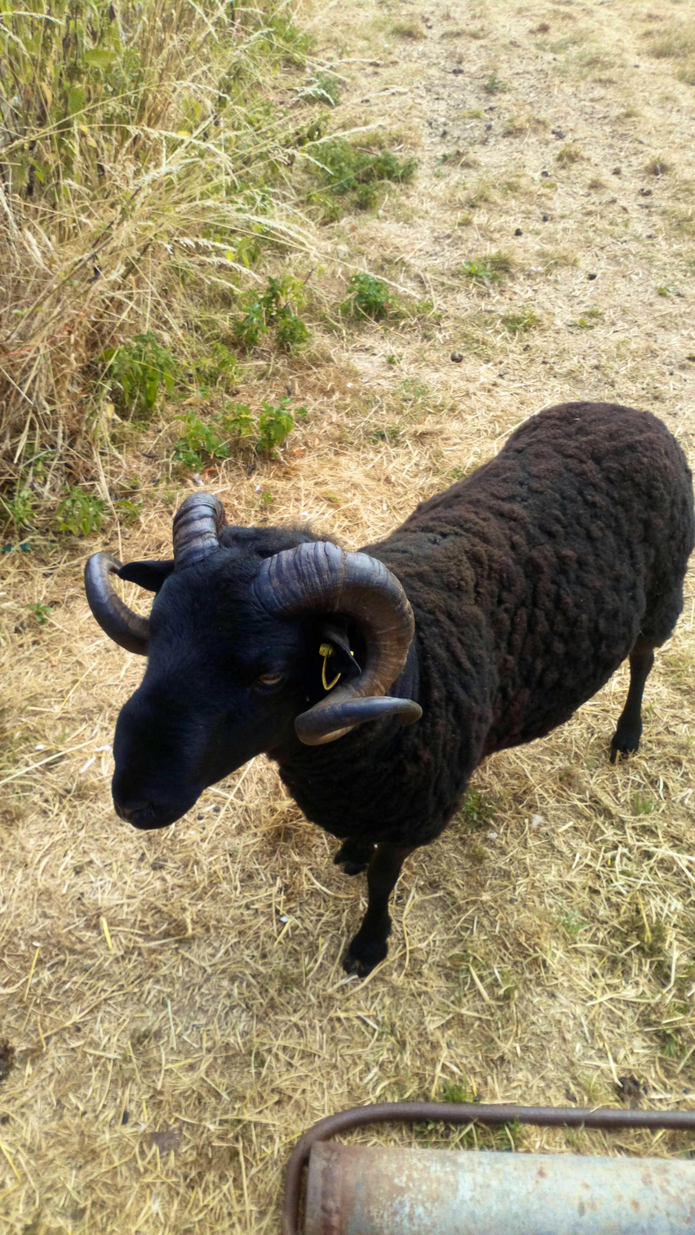 1 Pedigree Black Welsh Mountain Breeding Ram | SellMyLivestock - The ...