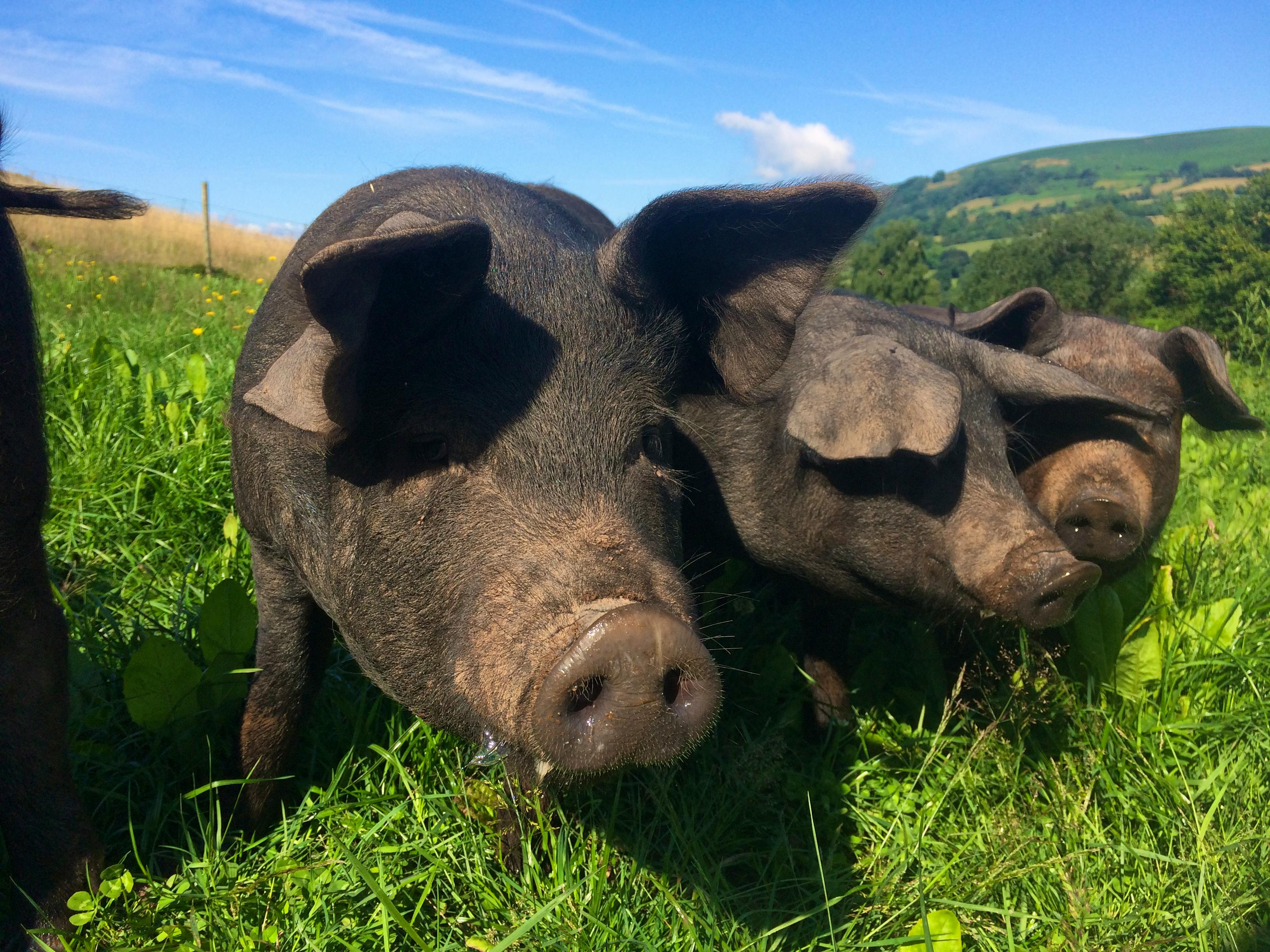 6 Large Black, Duroc Cross Growing Gilts | SellMyLivestock - The Online ...