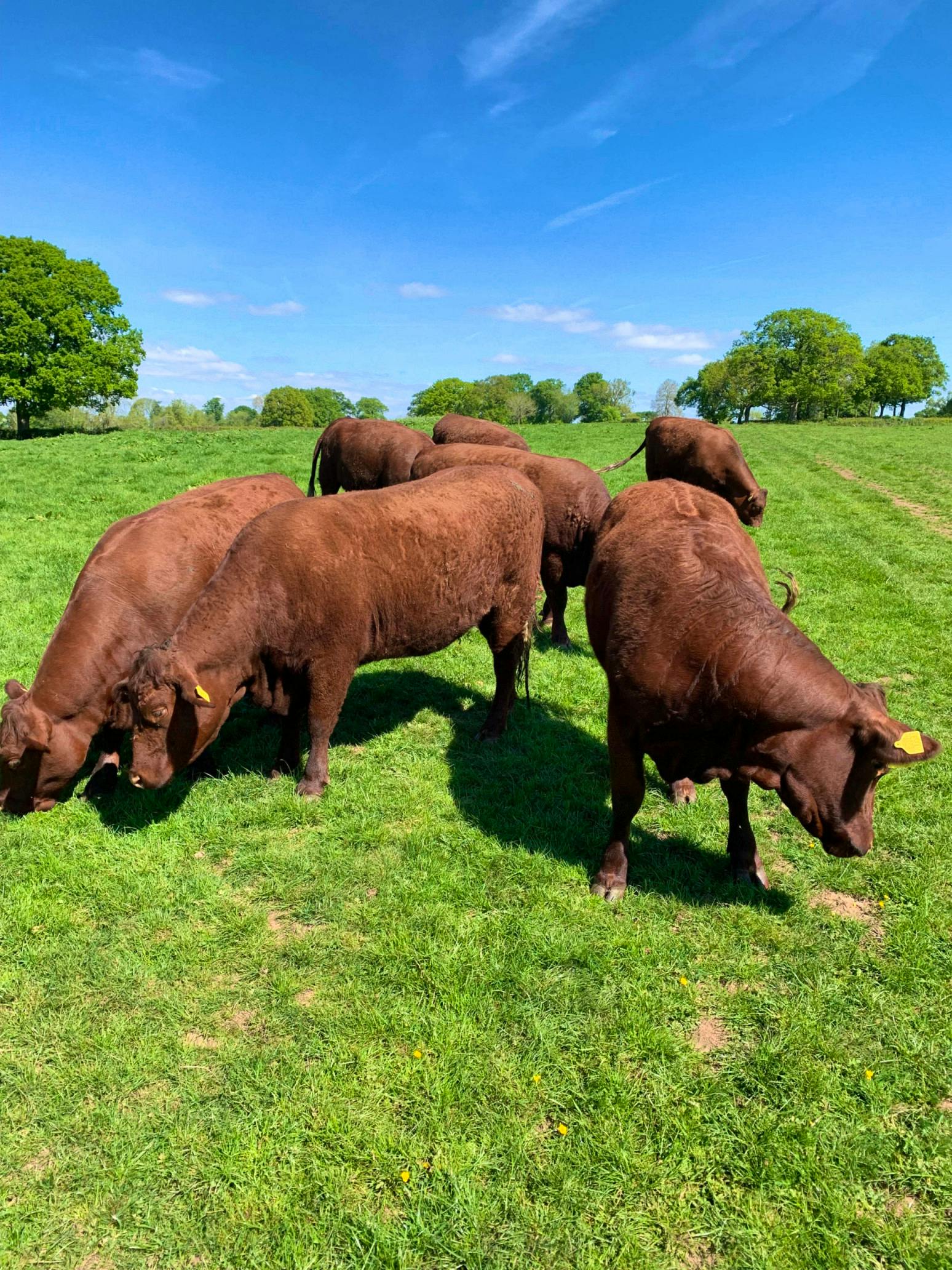 7 Pedigree North Red Ruby Devon, Red Ruby Devon Breeding, Store Heifers ...