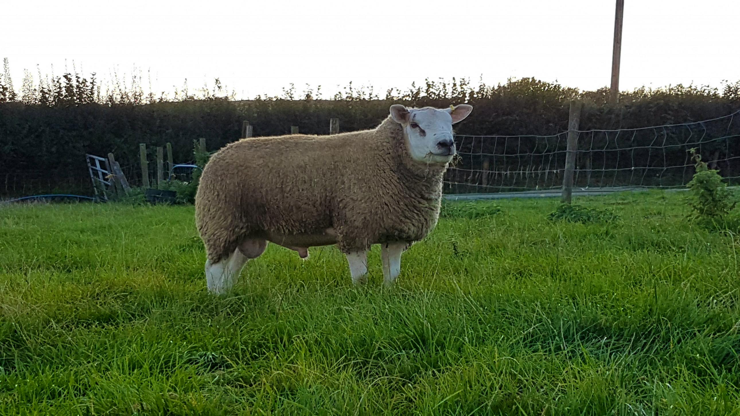 1 Pedigree Texel Breeding Ram | SellMyLivestock - The Online Livestock ...
