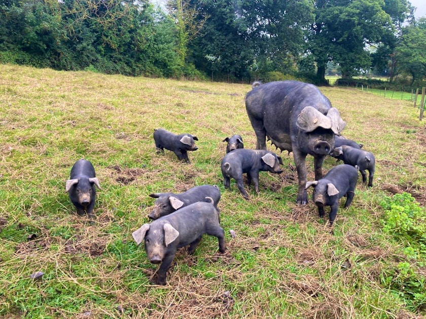 9 Pedigree Large Black Growing, Breeding Weaners, Gilts, Boars ...