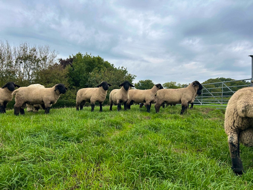 8 Pedigree Suffolk Breeding Rams | SellMyLivestock - The Online ...