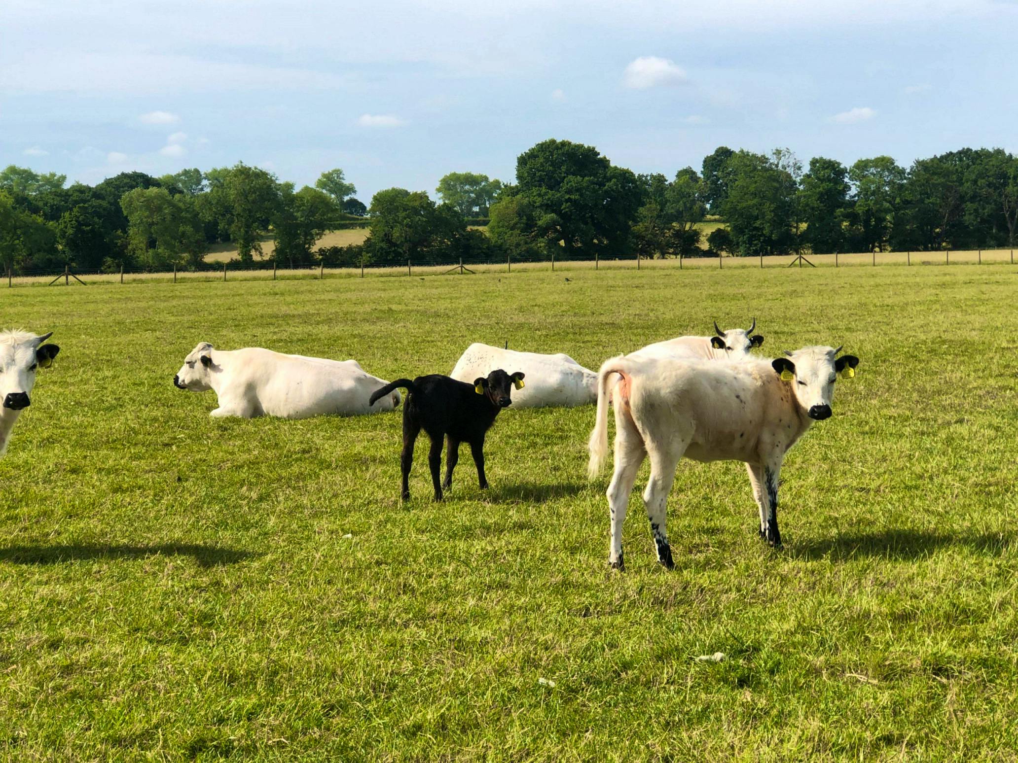 5 Pedigree Vaynol Breeding Cows | SellMyLivestock - The Online ...