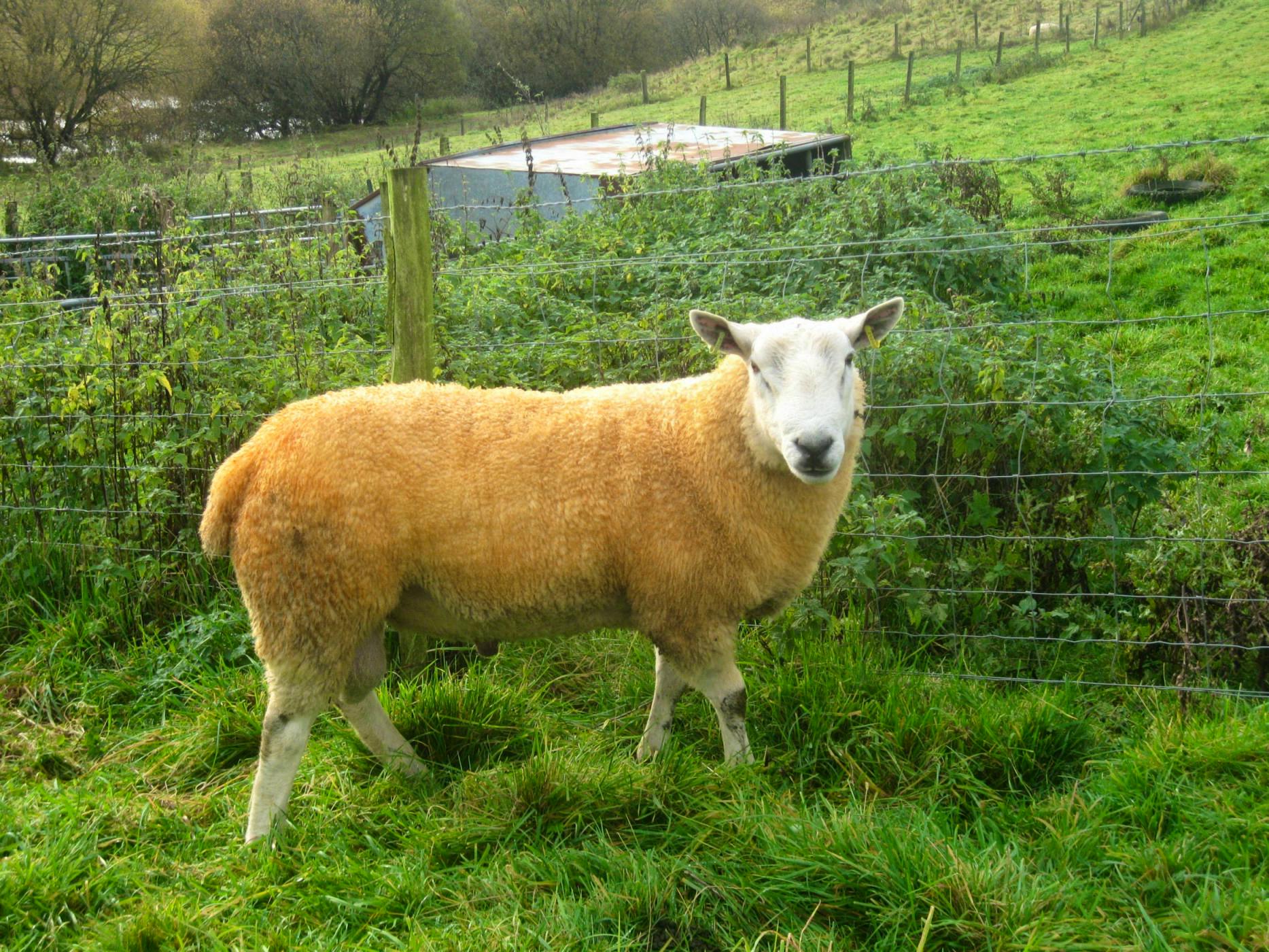 1 Texel Cross Breeding Ram, Shearling | SellMyLivestock - The Online ...