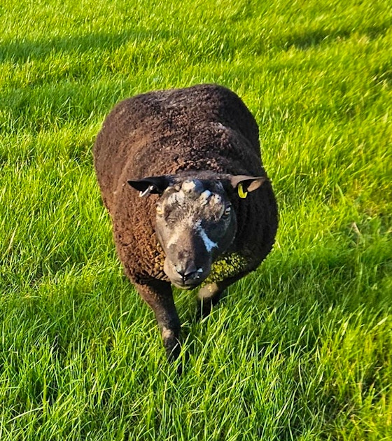 1 Dutch Spotted, Beltex Cross Breeding Ram | SellMyLivestock - The ...