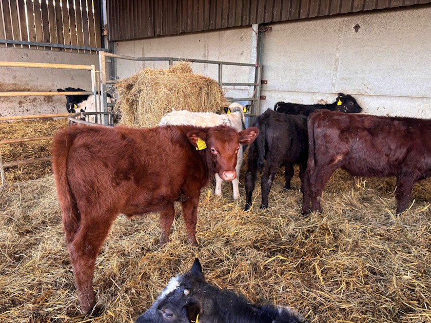 15 Aberdeen Angus, British Blue, Red Poll, Swedish Red Polled, Dairy ...