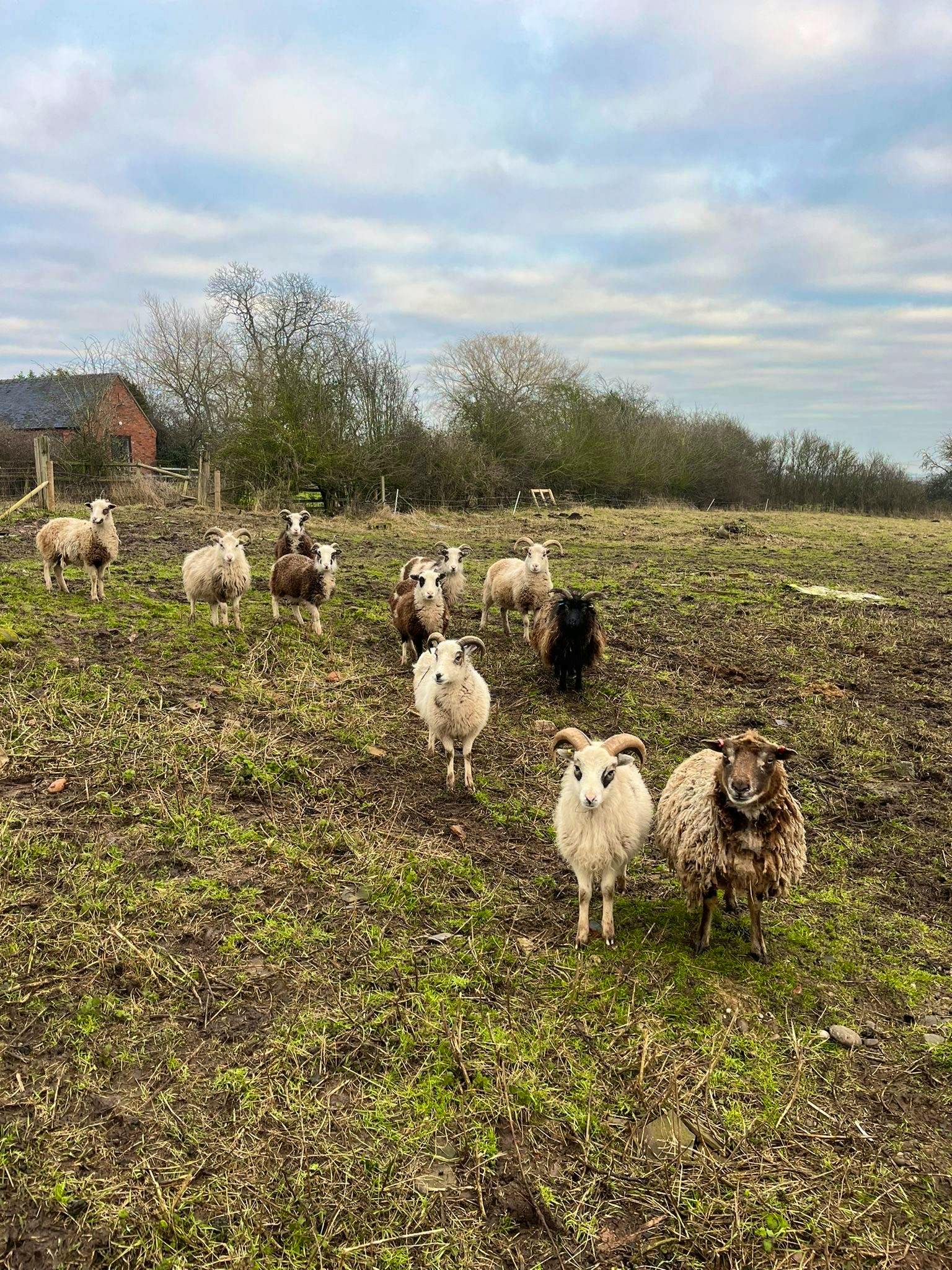 11 Hebridean, Boreray, Soay Store, Breeding Ewes, Gimmers, Hoggs, Lambs ...