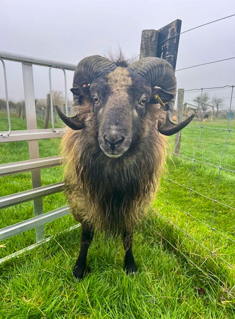 1 Pedigree Boreray Breeding Ram | SellMyLivestock - The Online ...