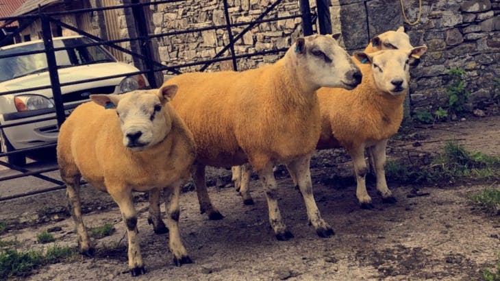 3 Texel, Charollais Cross Breeding Rams | SellMyLivestock - The Online ...