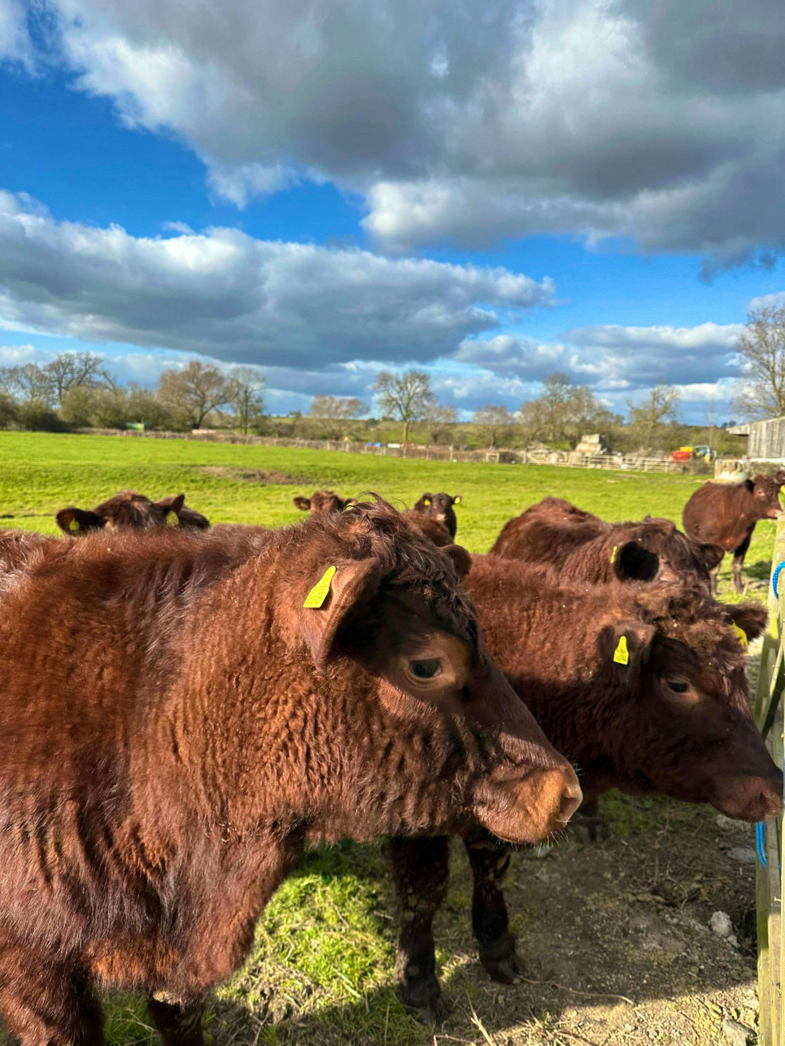 4 Pedigree North Red Ruby Devon Breeding, Store Heifers ...